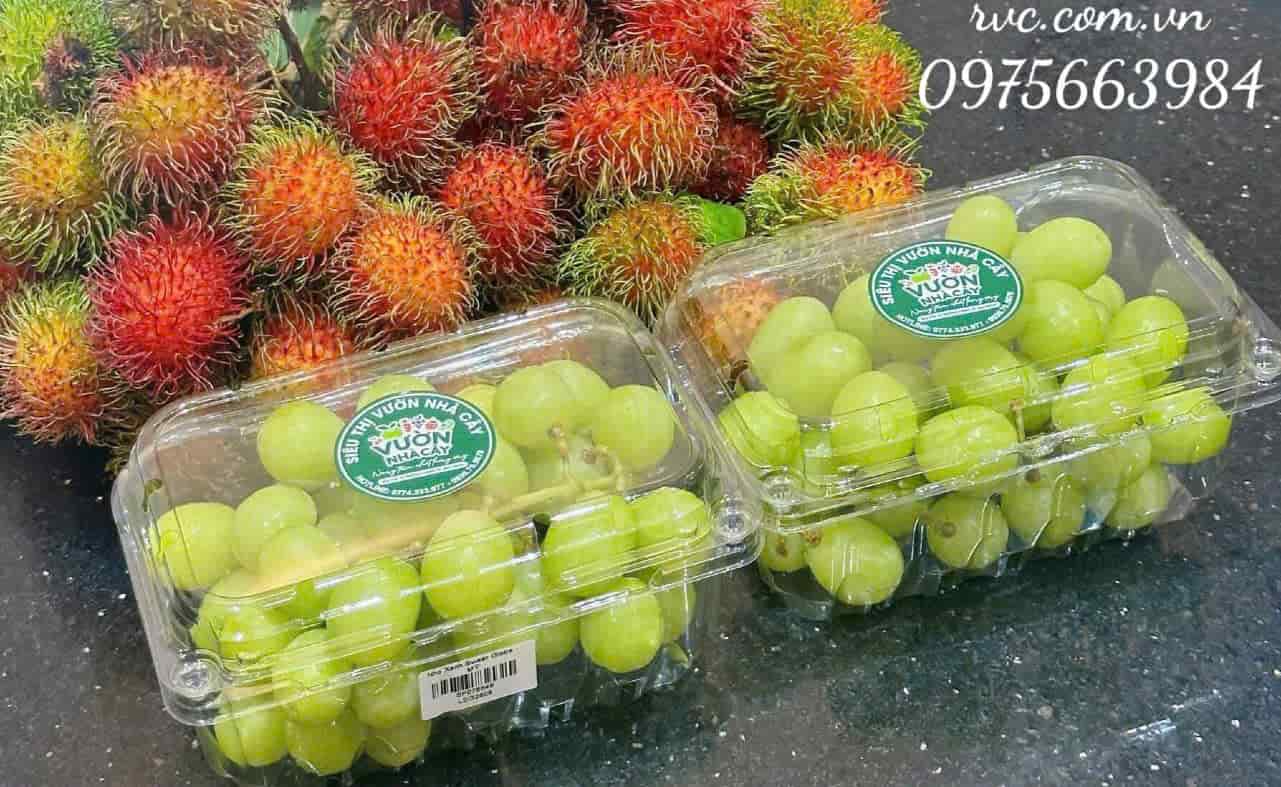 Hộp Nhựa Đựng Trái Cây-P500B - CÔNG TY TNHH RVC