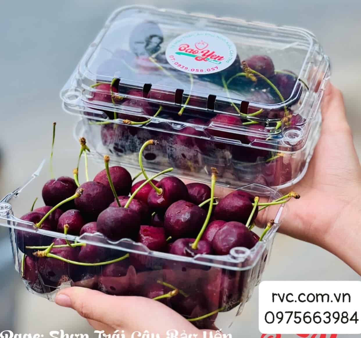 Hộp Nhựa Đựng Trái Cây-P500B - CÔNG TY TNHH RVC